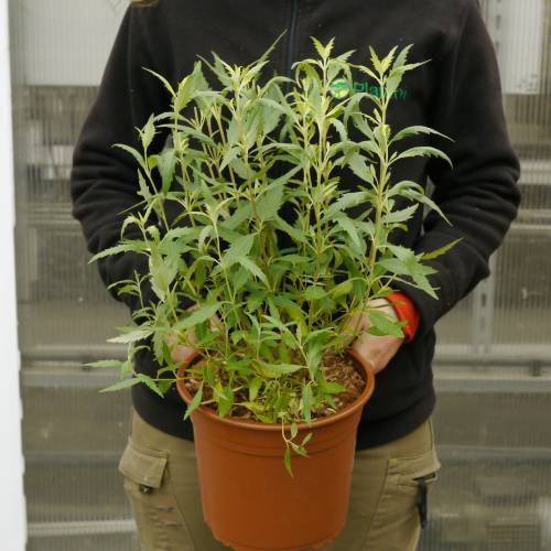 Bluebeard 'First Choice' : buy Bluebeard 'First Choice' / Caryopteris ...