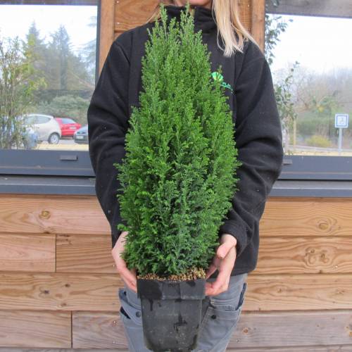 Cypress, Lawson 'Ellwoodii' : buy Cypress, Lawson 'Ellwoodii ...