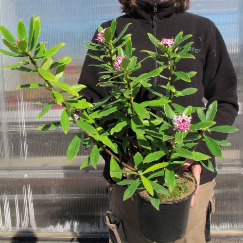 Daphne, winter : buy Daphne, winter / Daphne odora