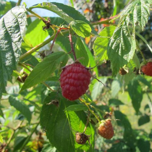 Raspberry 'Heritage' : buy Raspberry 'Heritage' / Rubus idaeus Heritage