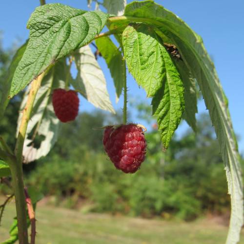 Raspberry 'Heritage' : buy Raspberry 'Heritage' / Rubus idaeus Heritage