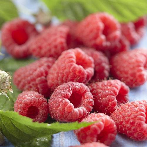 Raspberry 'Heritage' : buy Raspberry 'Heritage' / Rubus idaeus Heritage
