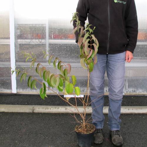 Seven Son Tree : buy Seven Son Tree / Heptacodium jasminoides