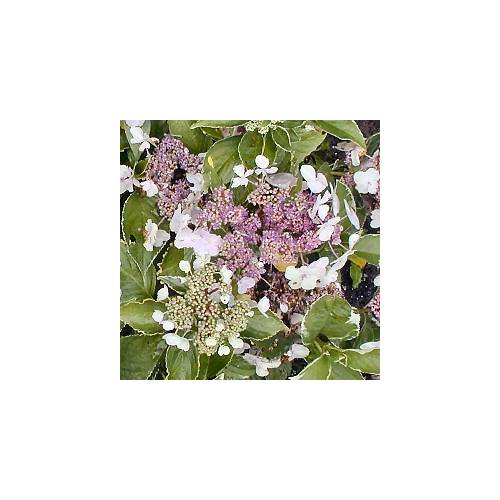 Hydrangea, Tricolor : buy Hydrangea, Tricolor / Hydrangea macro Tricolor