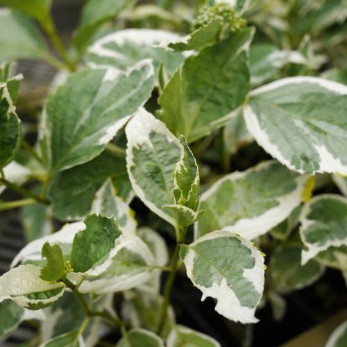 Hydrangea, Tricolor : buy Hydrangea, Tricolor / Hydrangea macro Tricolor