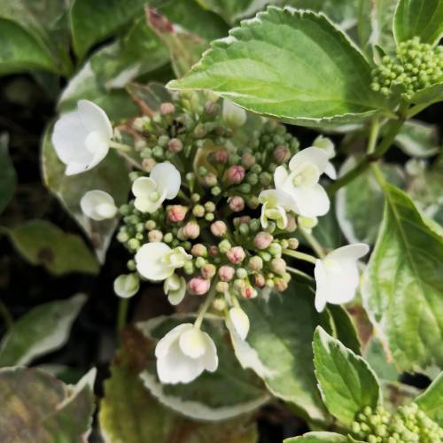 Hydrangea, Tricolor : buy Hydrangea, Tricolor / Hydrangea macro Tricolor
