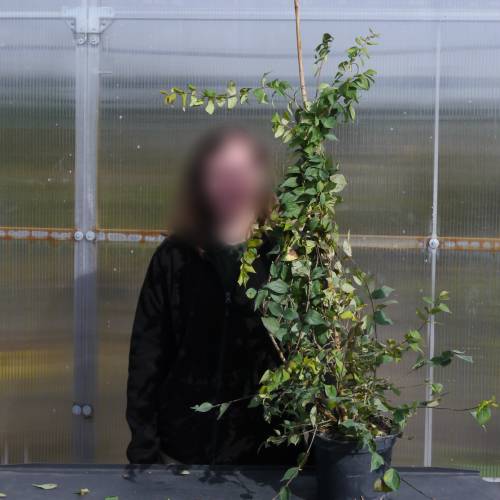 Beauty Bush 'Pink Cloud' : buy Beauty Bush 'Pink Cloud' / Kolkwitzia ...