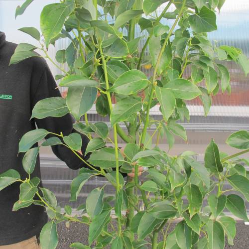Camphor Tree : buy Camphor Tree / Cinnamomum camphora