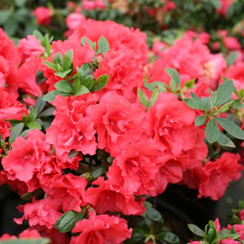 Azalea 'Princess Deborah' : buy Azalea 'Princess Deborah' / Azalea ...
