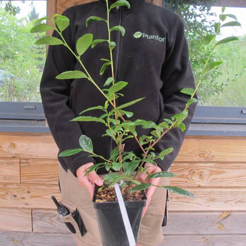 Tea Plant : buy Tea Plant / Camellia sinensis