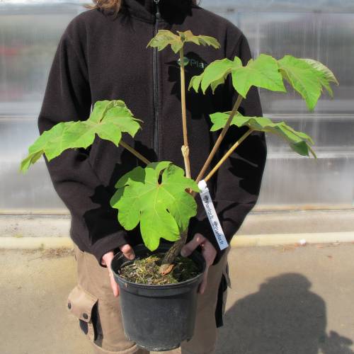 Rice Paper Tree : buy Rice Paper Tree / Tetrapanax papyrifera Rex