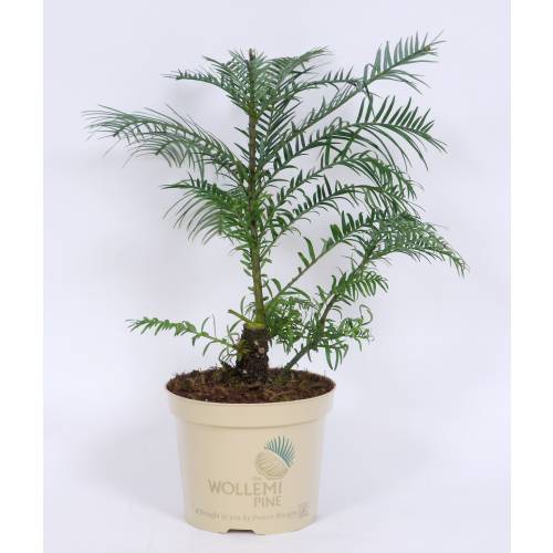 Pine, Wollemi : buy Pine, Wollemi / Wollemia nobilis Jones