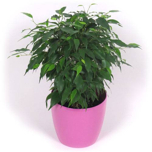 Weeping Fig + Pink Cachepot : buy Weeping Fig + Pink Cachepot