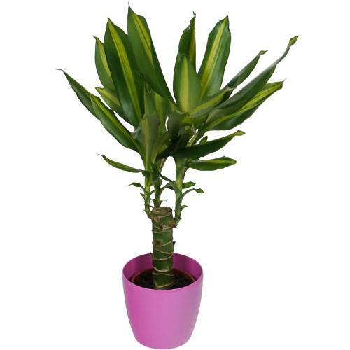 Dracaena Massangeana + Pink Cachepot : buy Dracaena Massangeana + Pink ...