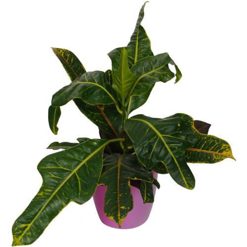 Croton Excellente + Pink Cachepot : buy Croton Excellente + Pink Cachepot