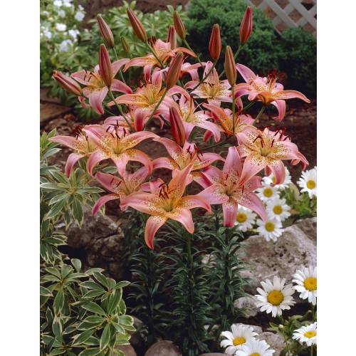 Hybrid Lily 'Tamara' : buy Hybrid Lily 'Tamara'