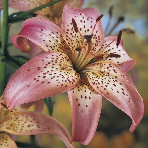 Hybrid Lily 'Tamara' : buy Hybrid Lily 'Tamara'