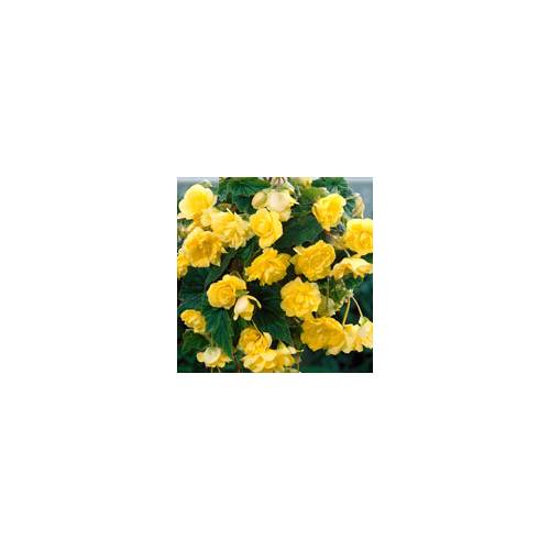 Begonia Pendula Yellow : buy Begonia Pendula Yellow
