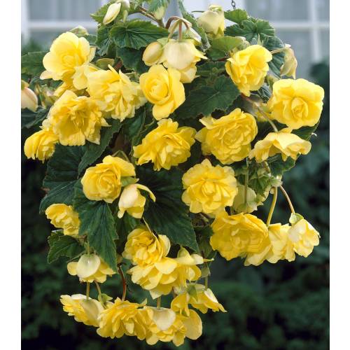 Begonia Pendula Yellow : buy Begonia Pendula Yellow