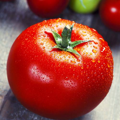 Tomato, 'Fandango hybride F1' : buy Tomato, 'Fandango hybride F1'