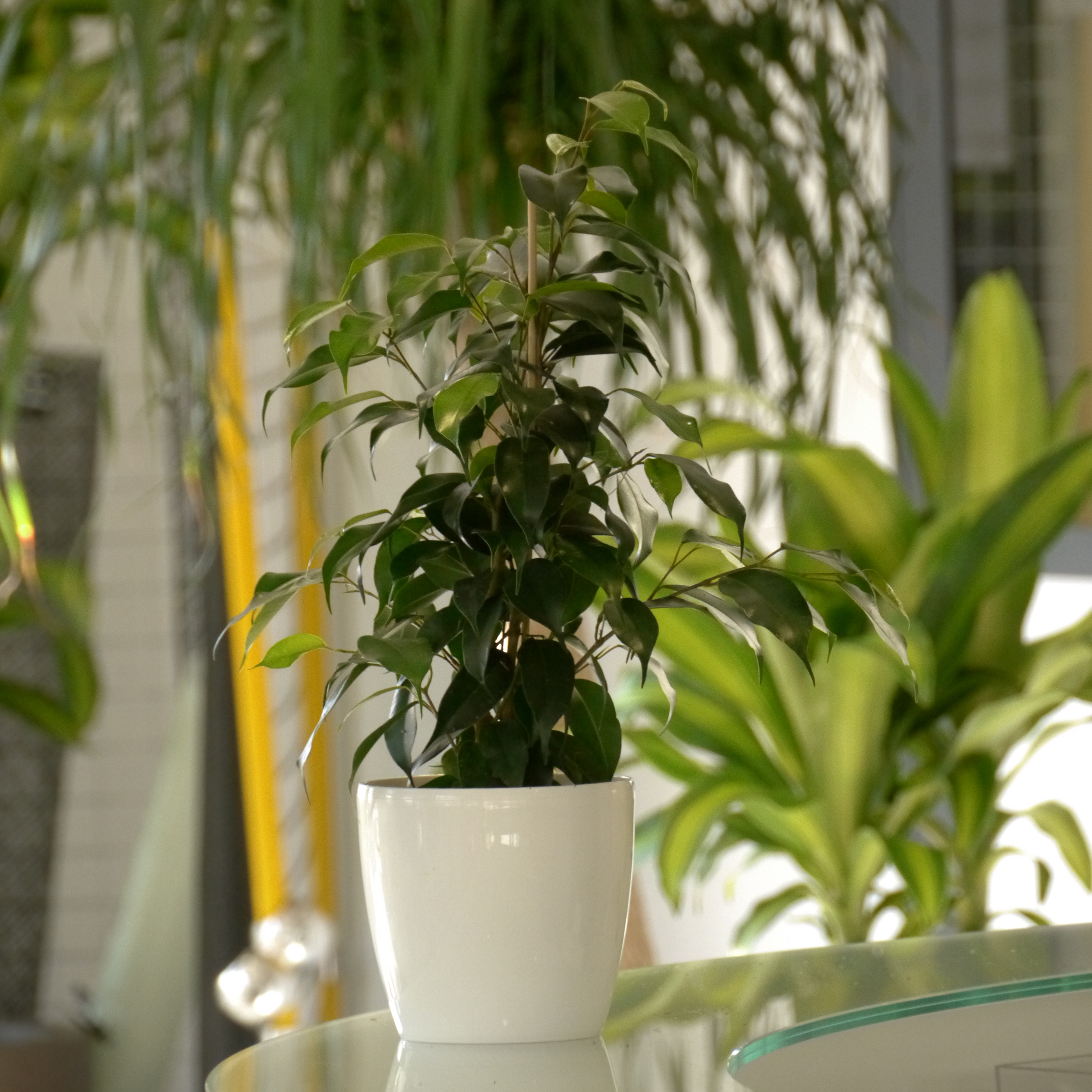 Ficus benjamina 'Danielle' : buy Ficus benjamina 'Danielle' / Ficus ...