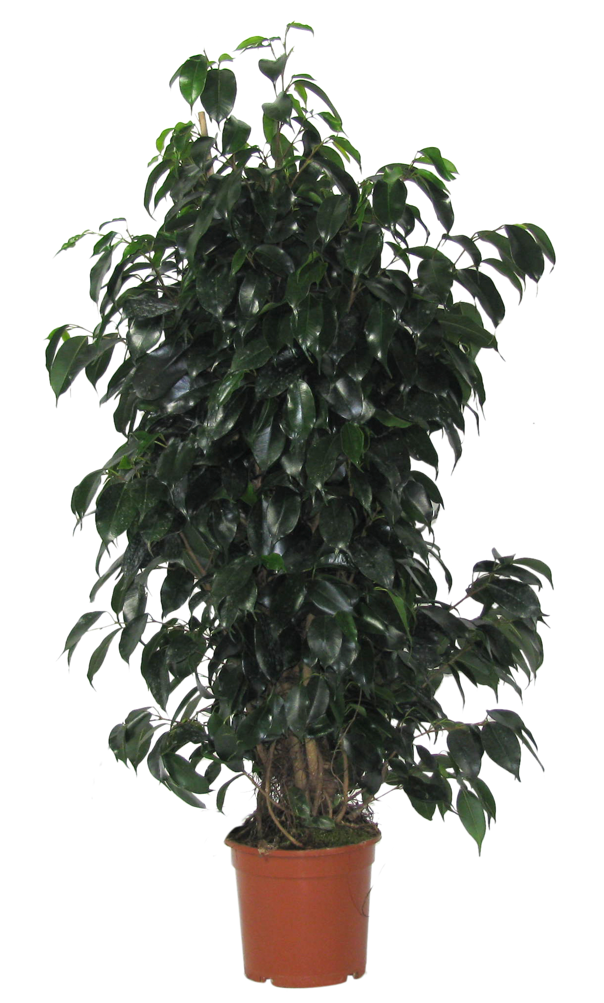 Ficus benjamina 'Danielle' : buy Ficus benjamina 'Danielle' / Ficus ...