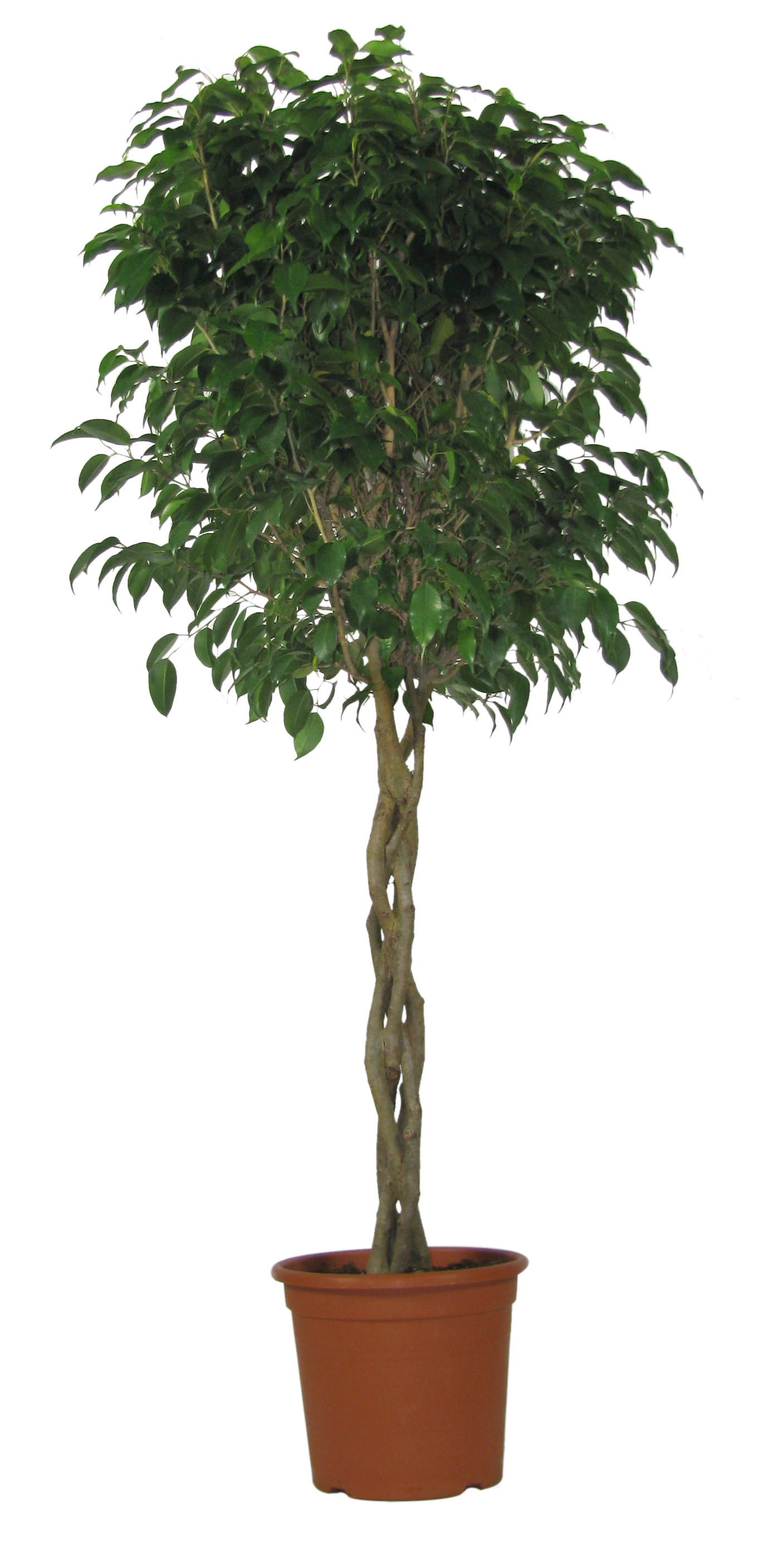 Ficus benjamina 'Danielle' : buy Ficus benjamina 'Danielle' / Ficus ...