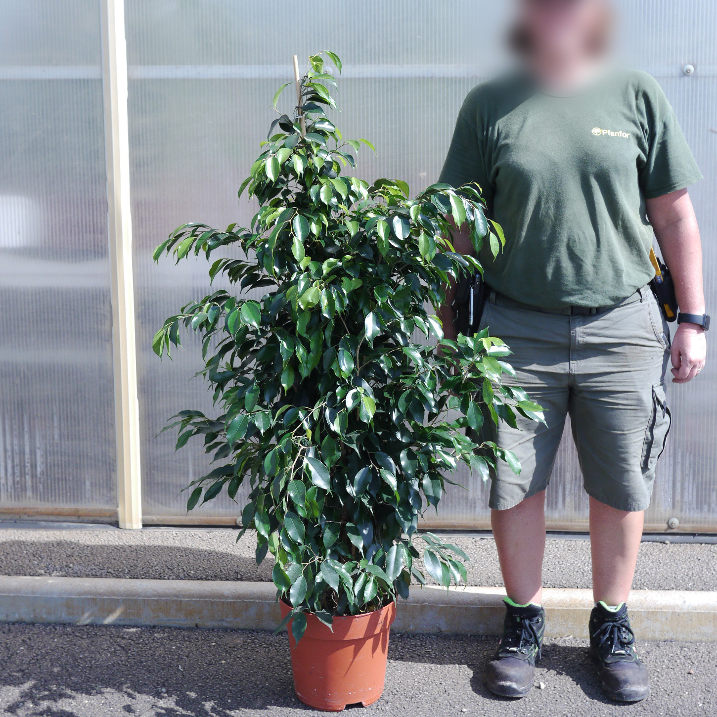 Ficus benjamina 'Danielle' : buy Ficus benjamina 'Danielle' / Ficus ...
