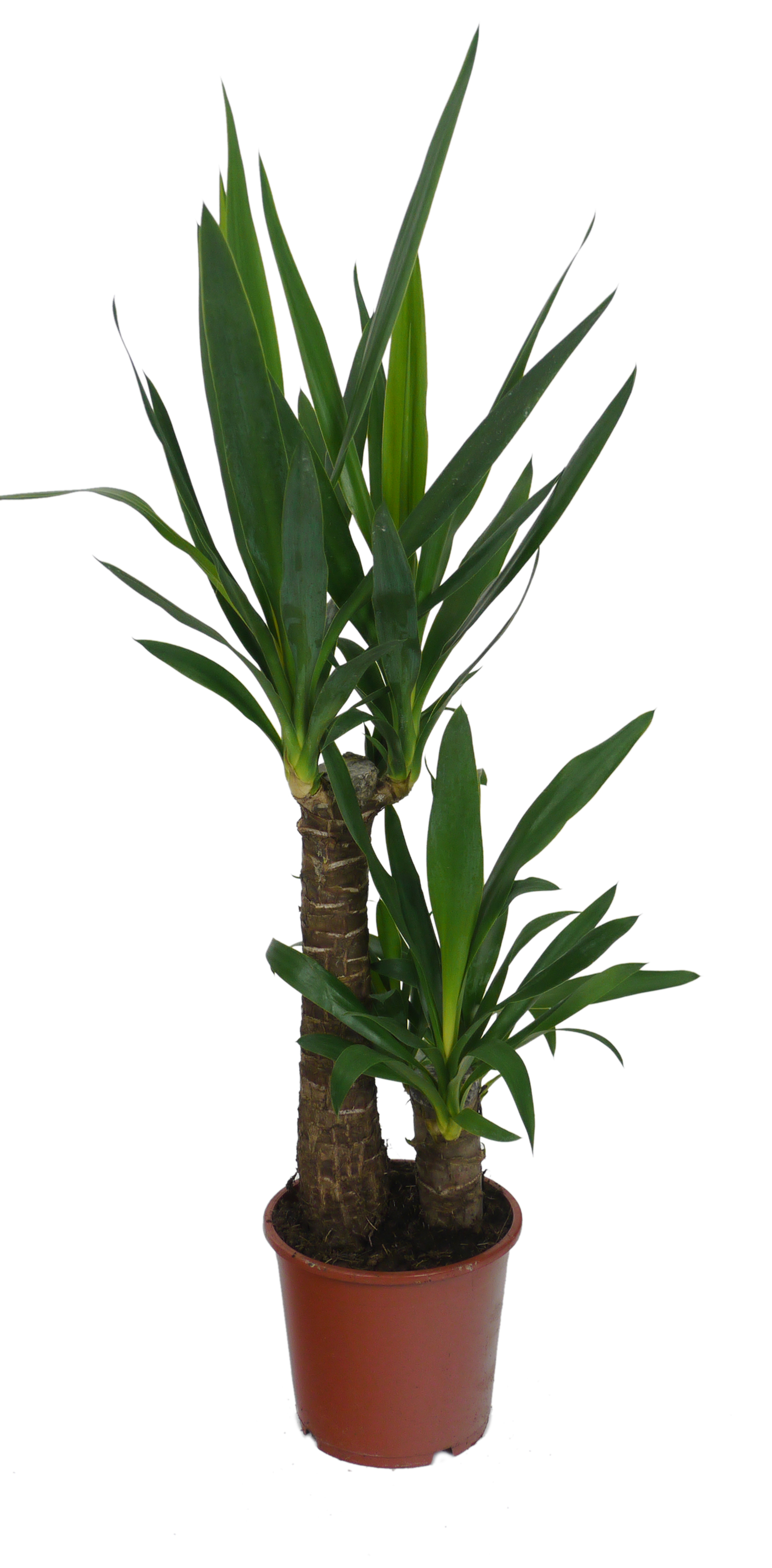 Yucca Spineless : buy Yucca Spineless / Yucca elephantipes