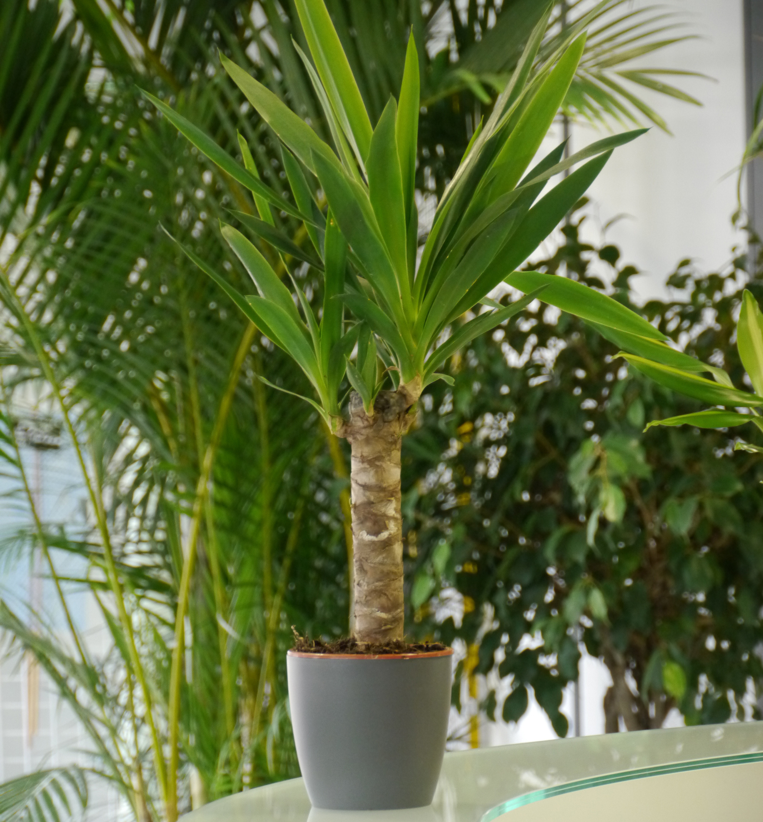 Yucca Spineless : buy Yucca Spineless / Yucca elephantipes