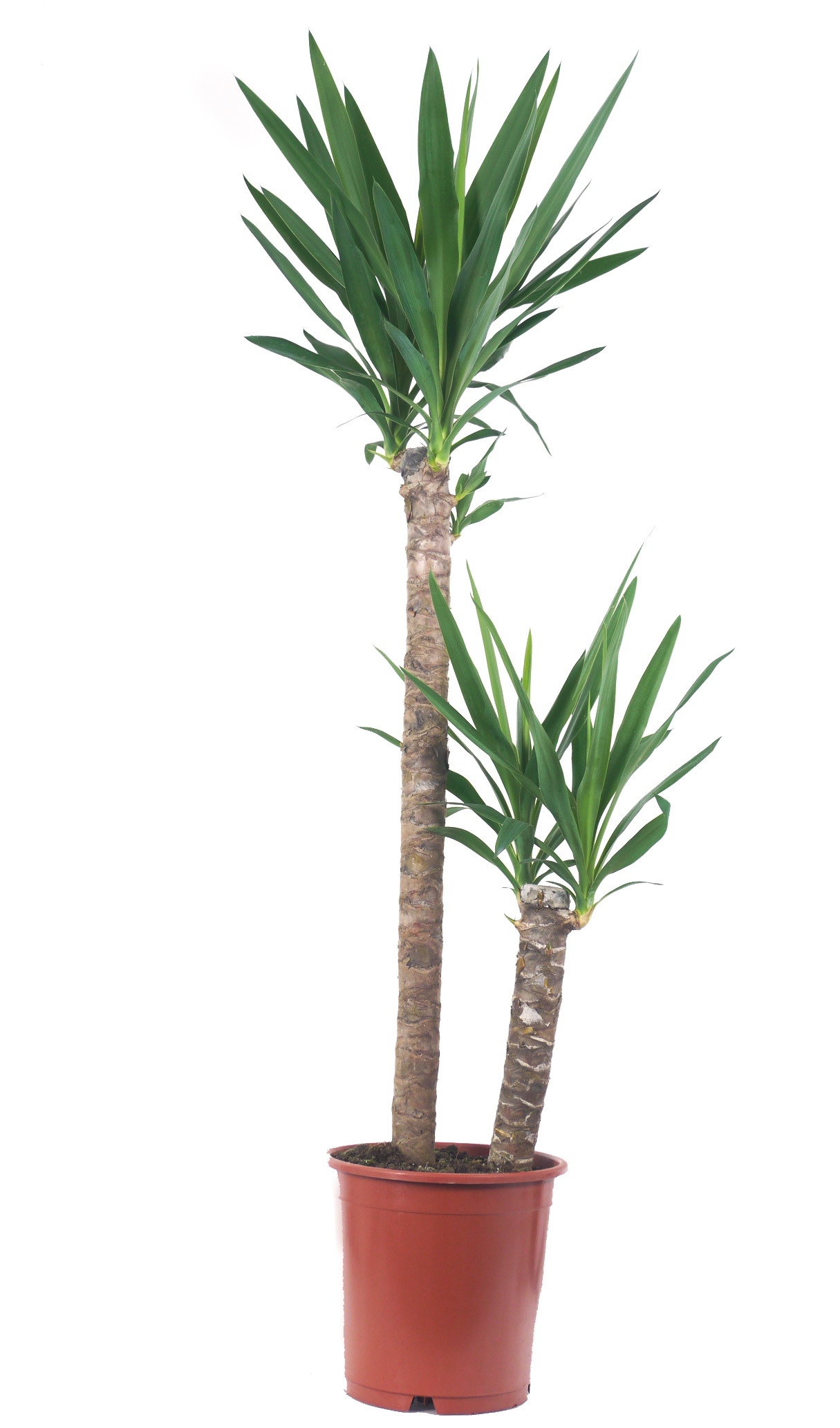 Yucca Spineless : buy Yucca Spineless / Yucca elephantipes