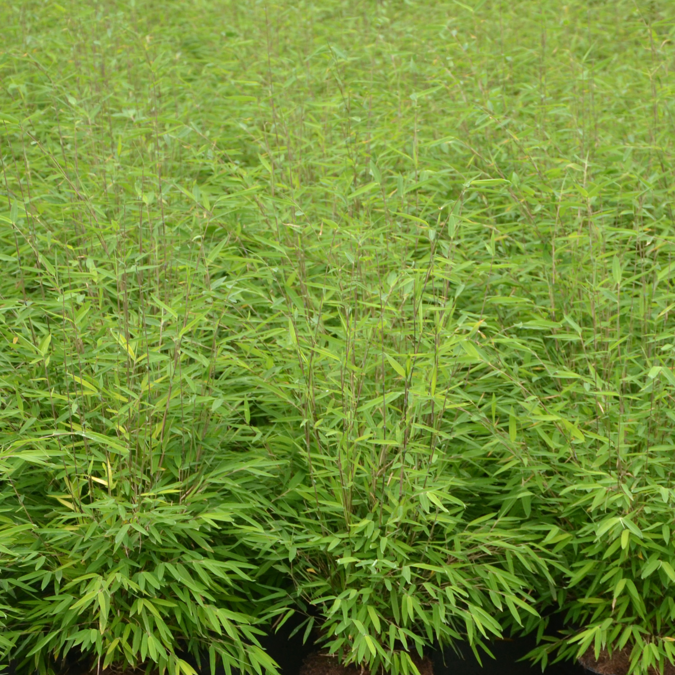 Bamboo Fargesia nitida 'Gansu' : buy Bamboo Fargesia nitida 'Gansu ...