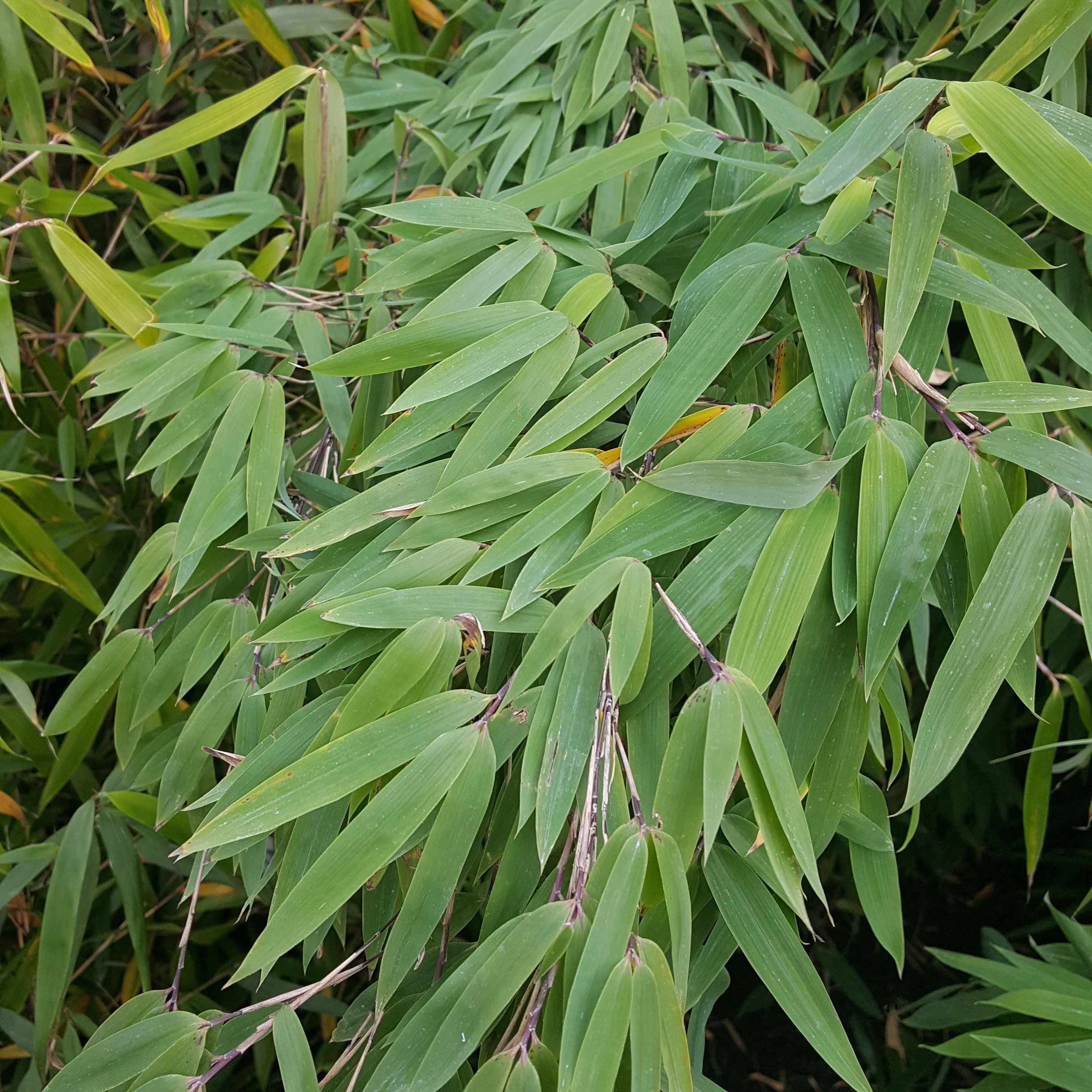 Bamboo Fargesia nitida 'Gansu' : buy Bamboo Fargesia nitida 'Gansu ...