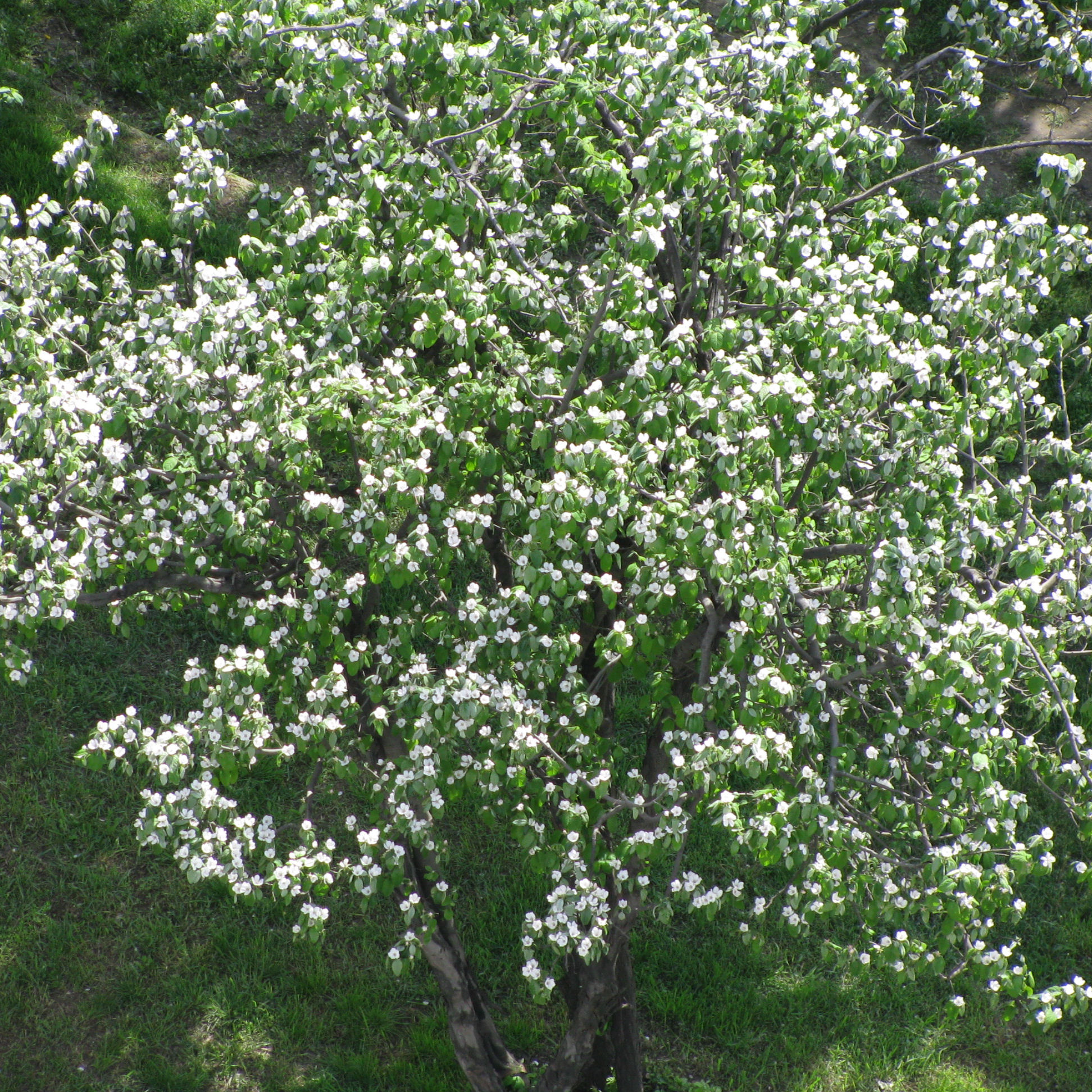 Quince Tree : buy Quince Tree / Cydonia oblonga