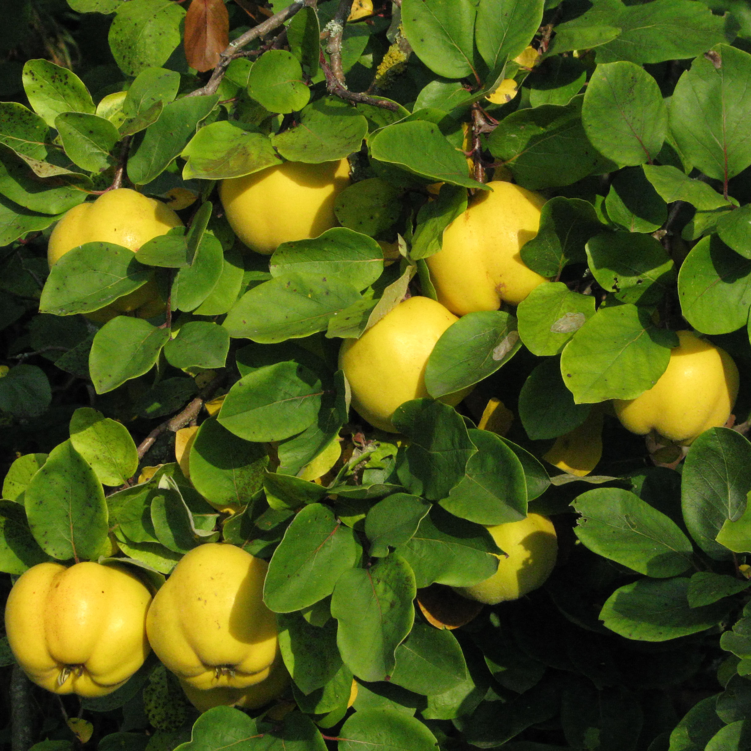 Quince Tree : buy Quince Tree / Cydonia oblonga