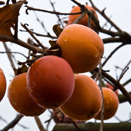 Kaki or Persimmon : buy Kaki or Persimmon / Diospyros kaki