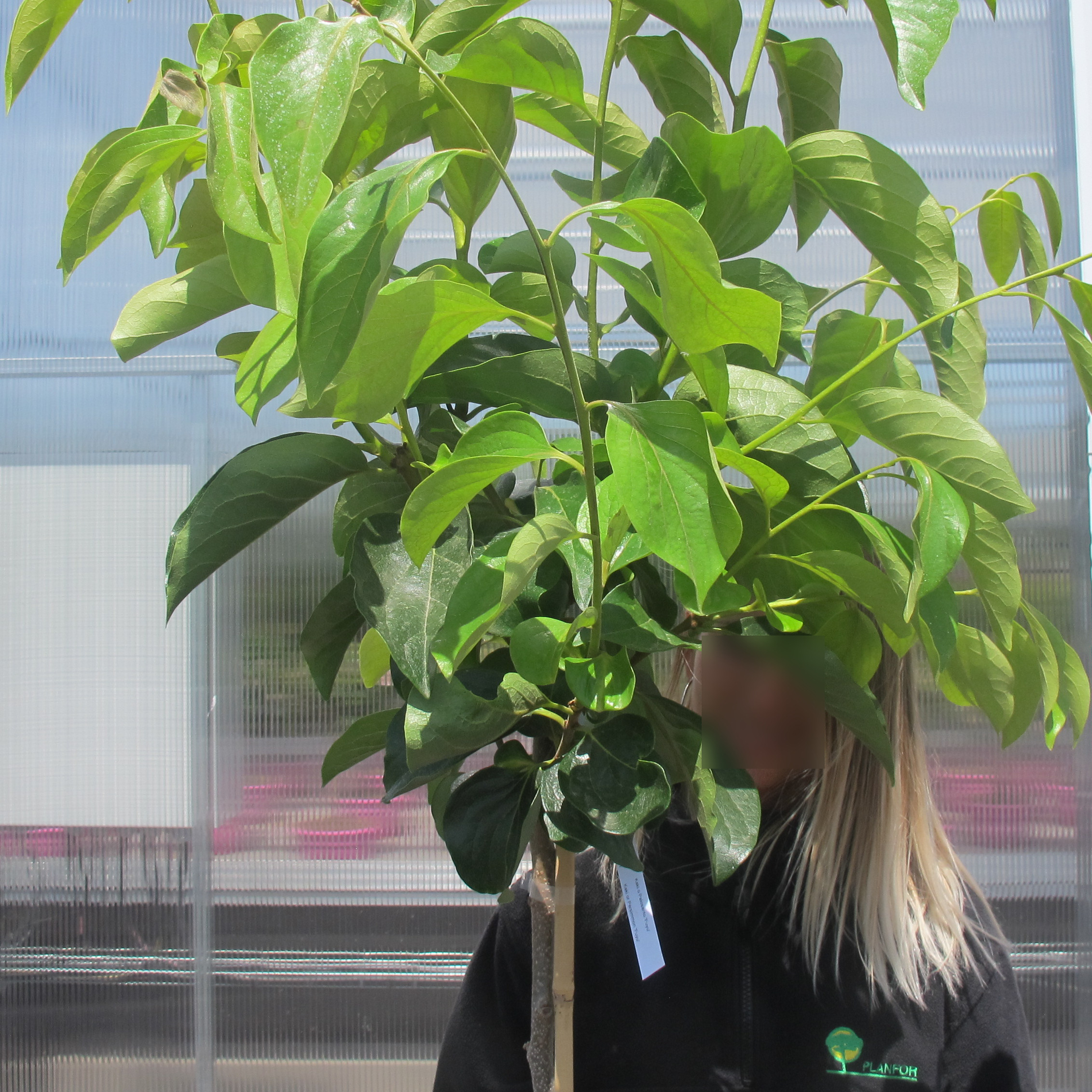 Kaki or Persimmon : buy Kaki or Persimmon / Diospyros kaki