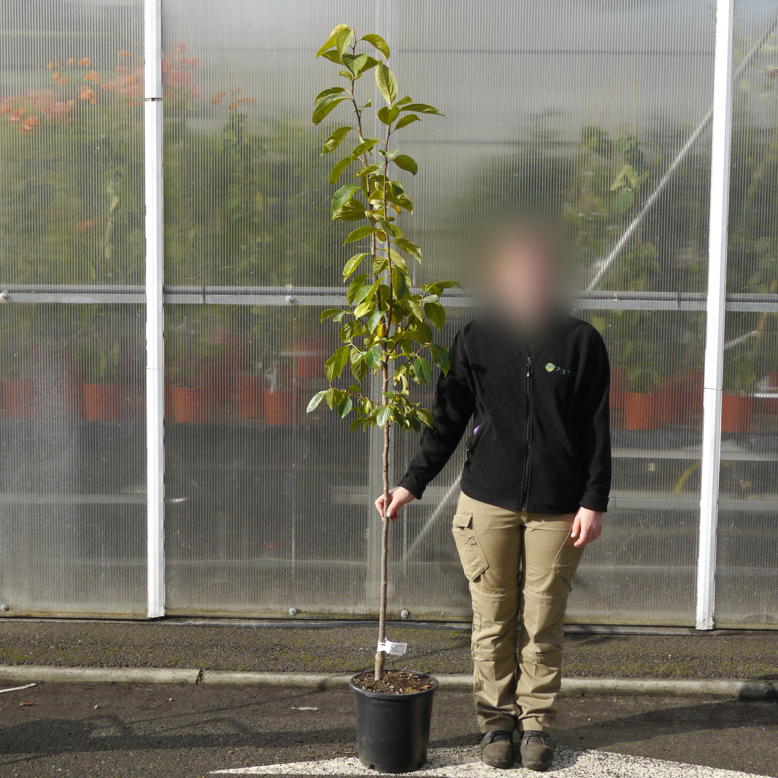 Kaki or Persimmon : buy Kaki or Persimmon / Diospyros kaki