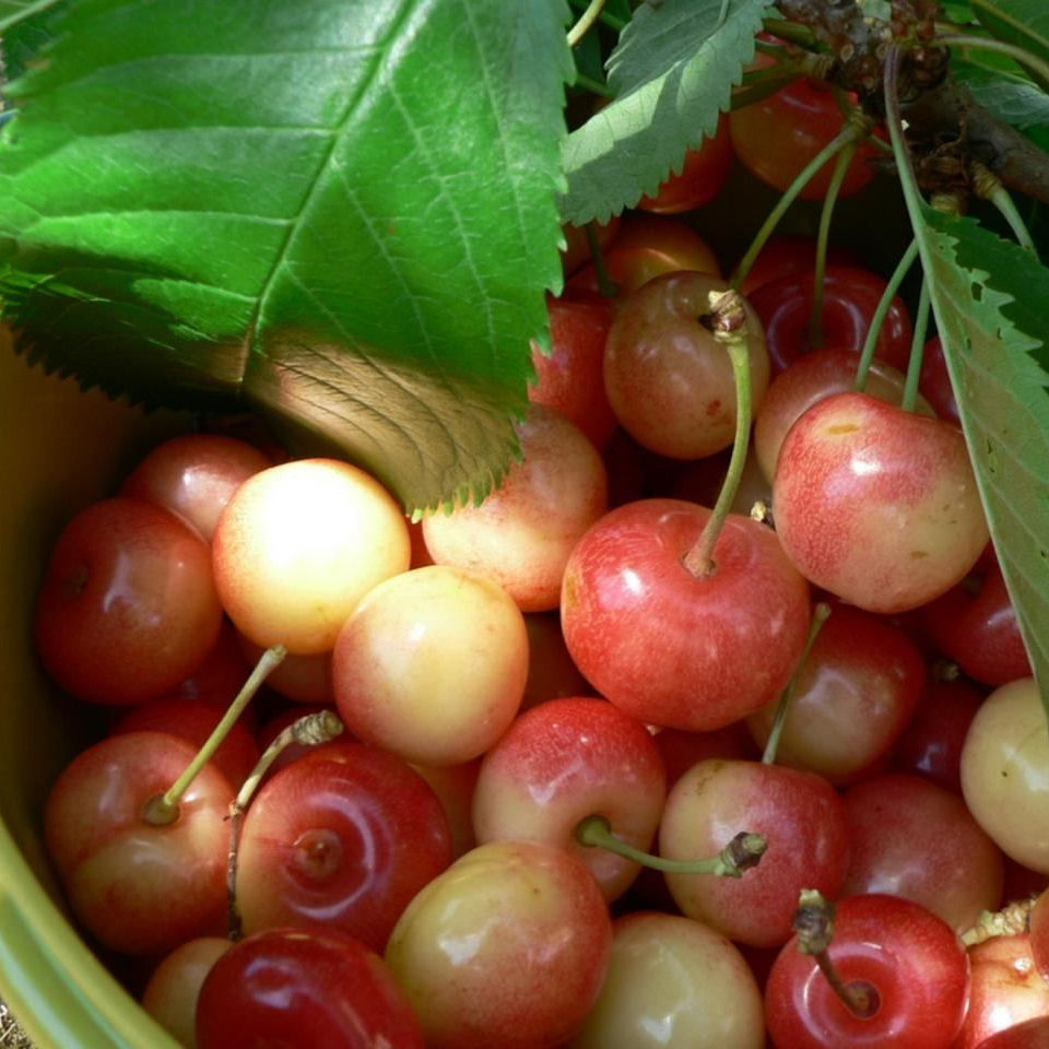 Cherry tree Bigarreau Napoléon : buy Cherry tree Bigarreau Napoléon ...