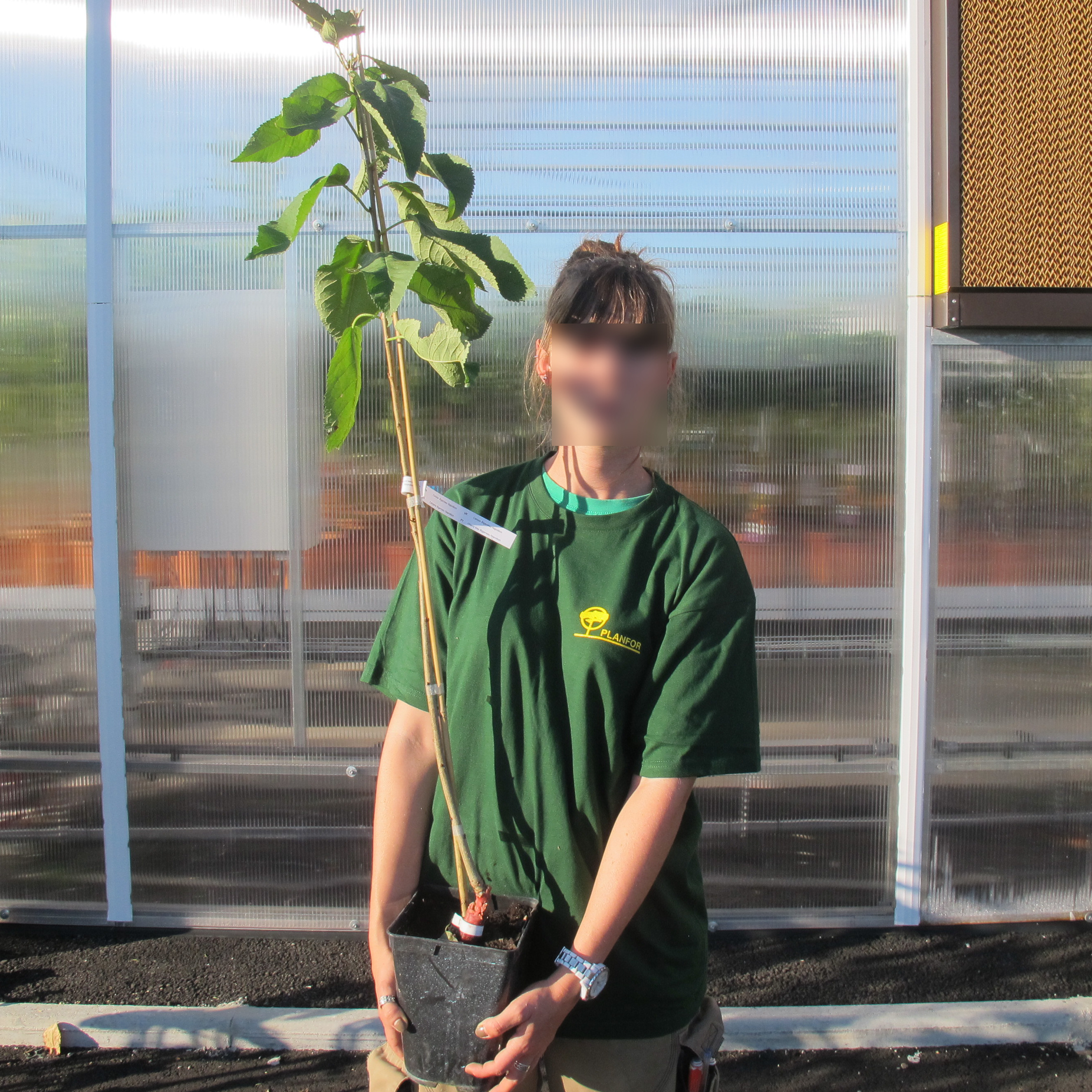 Cherry tree Bigarreau Napoléon : buy Cherry tree Bigarreau Napoléon ...