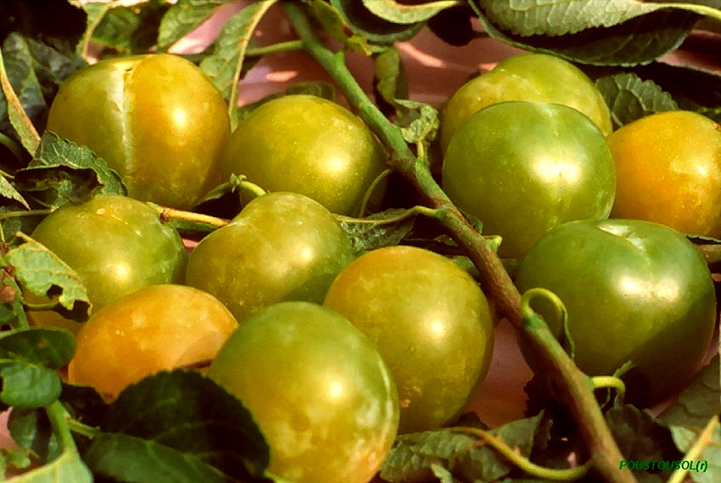 Plum tree 'Reine Claude dorée' : buy Plum tree 'Reine Claude dorée ...