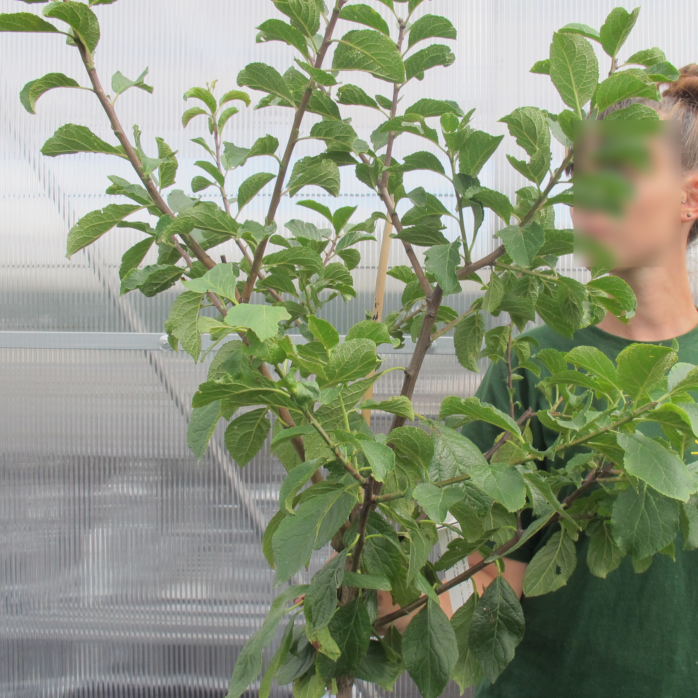 Plum tree 'Reine Claude dorée' : buy Plum tree 'Reine Claude dorée ...