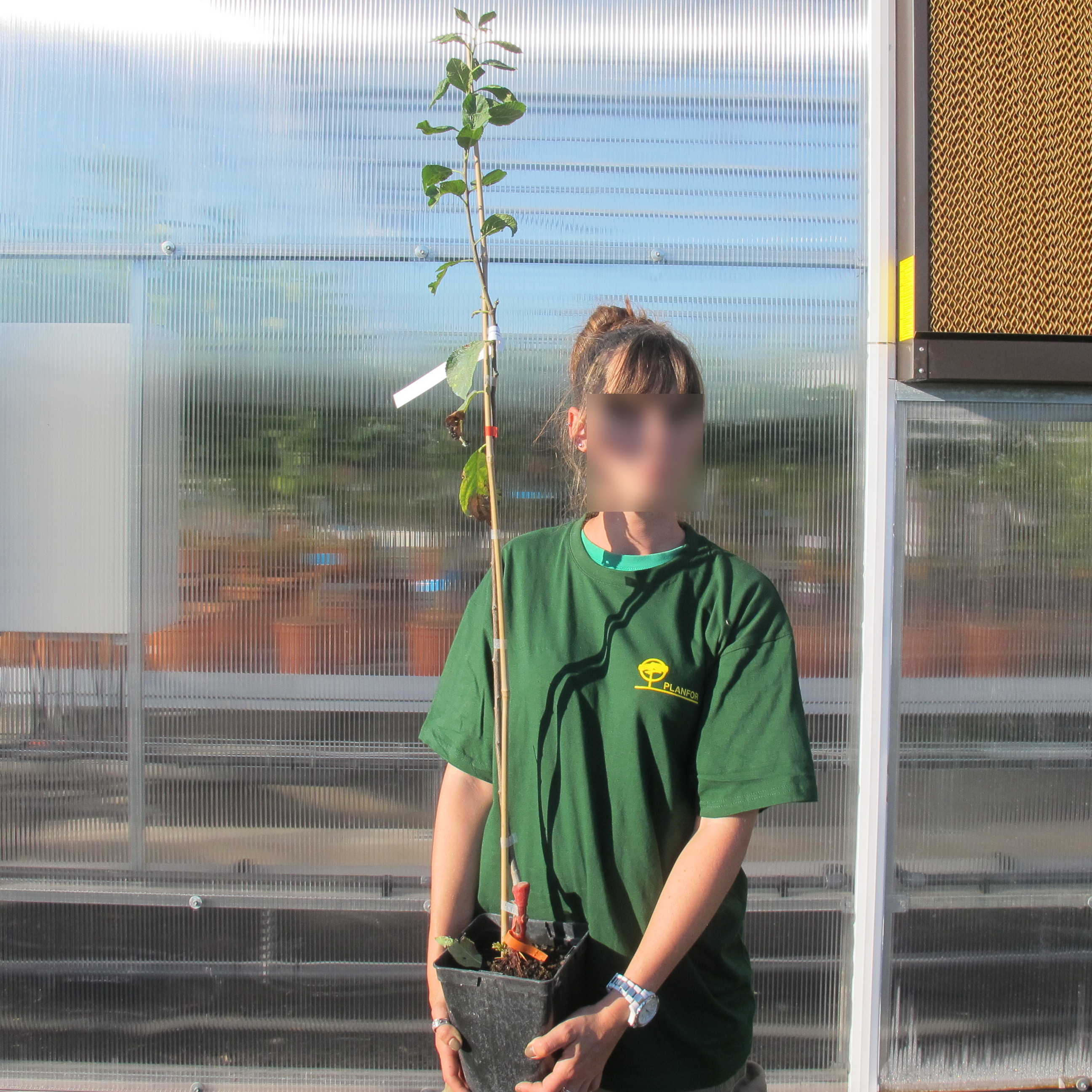 Plum tree 'Reine Claude dorée' : buy Plum tree 'Reine Claude dorée ...