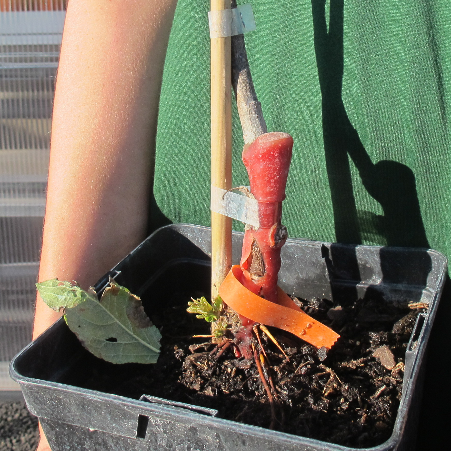 Plum tree 'Reine Claude dorée' : buy Plum tree 'Reine Claude dorée ...