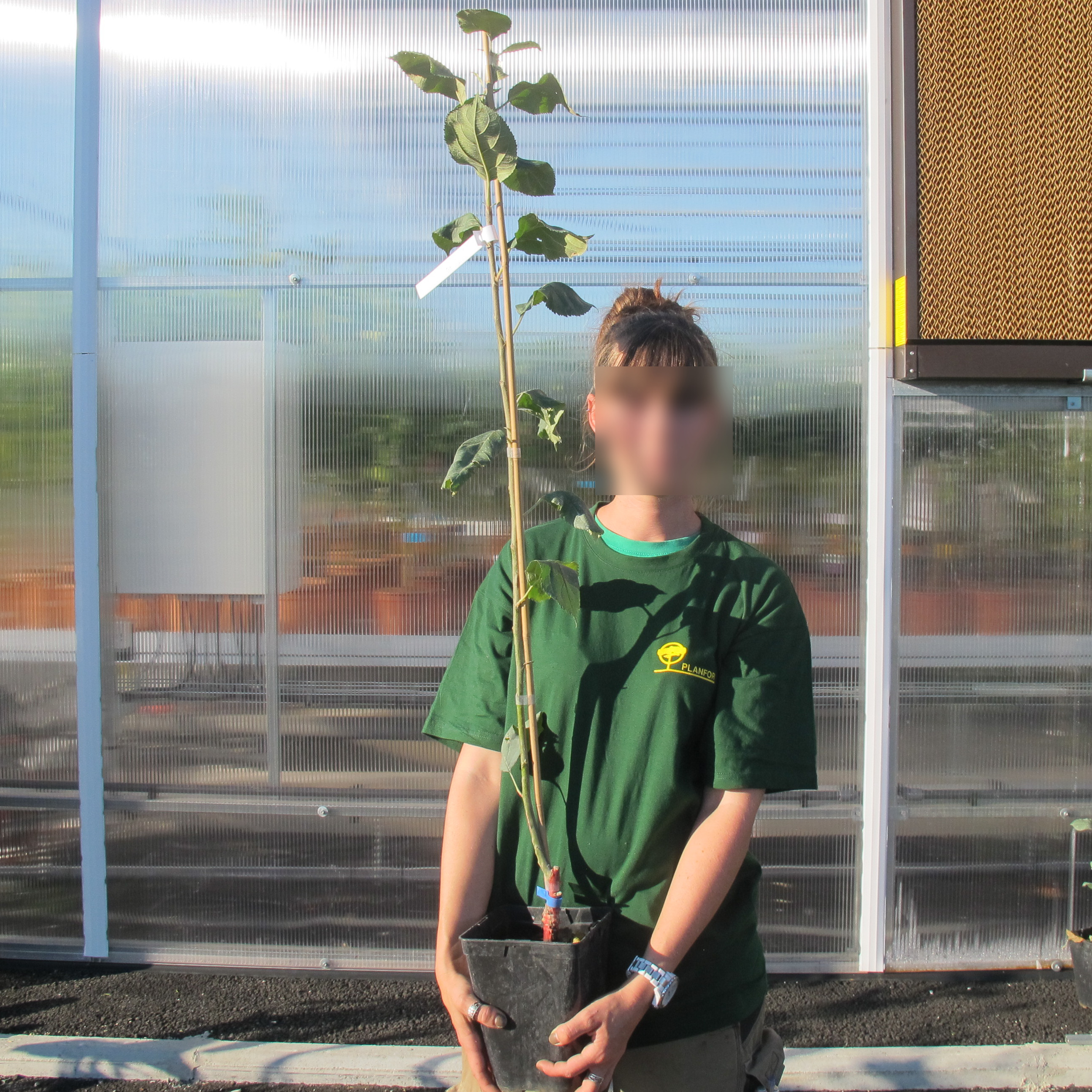 Apple tree 'Belle de Boskoop' : buy Apple tree 'Belle de Boskoop ...