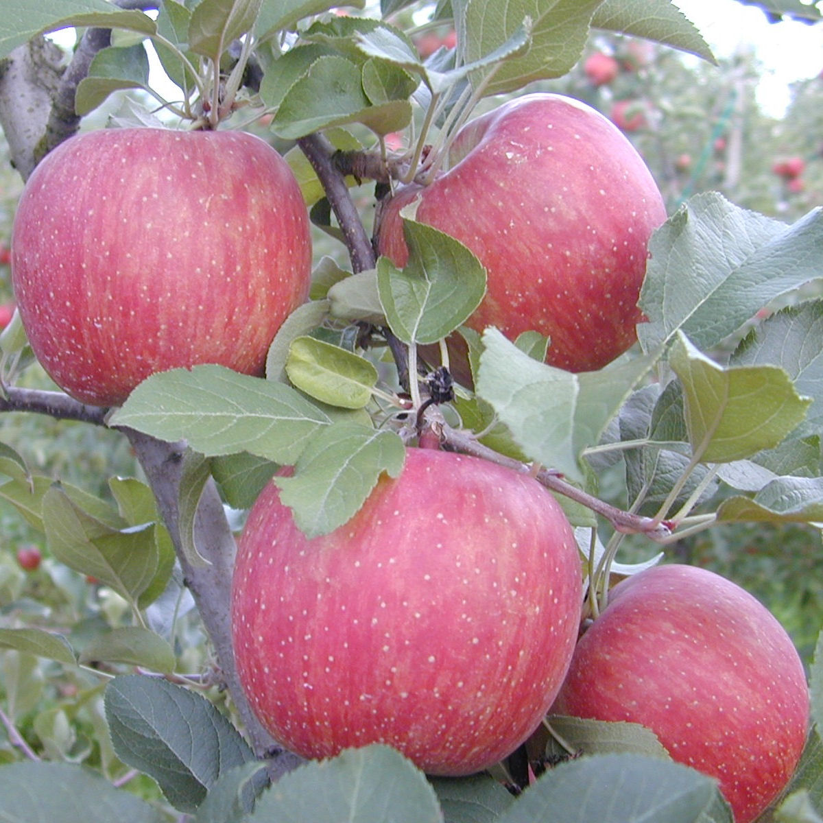 Apple tree 'Fuji' : buy Apple tree 'Fuji' / Malus pumila Fuji