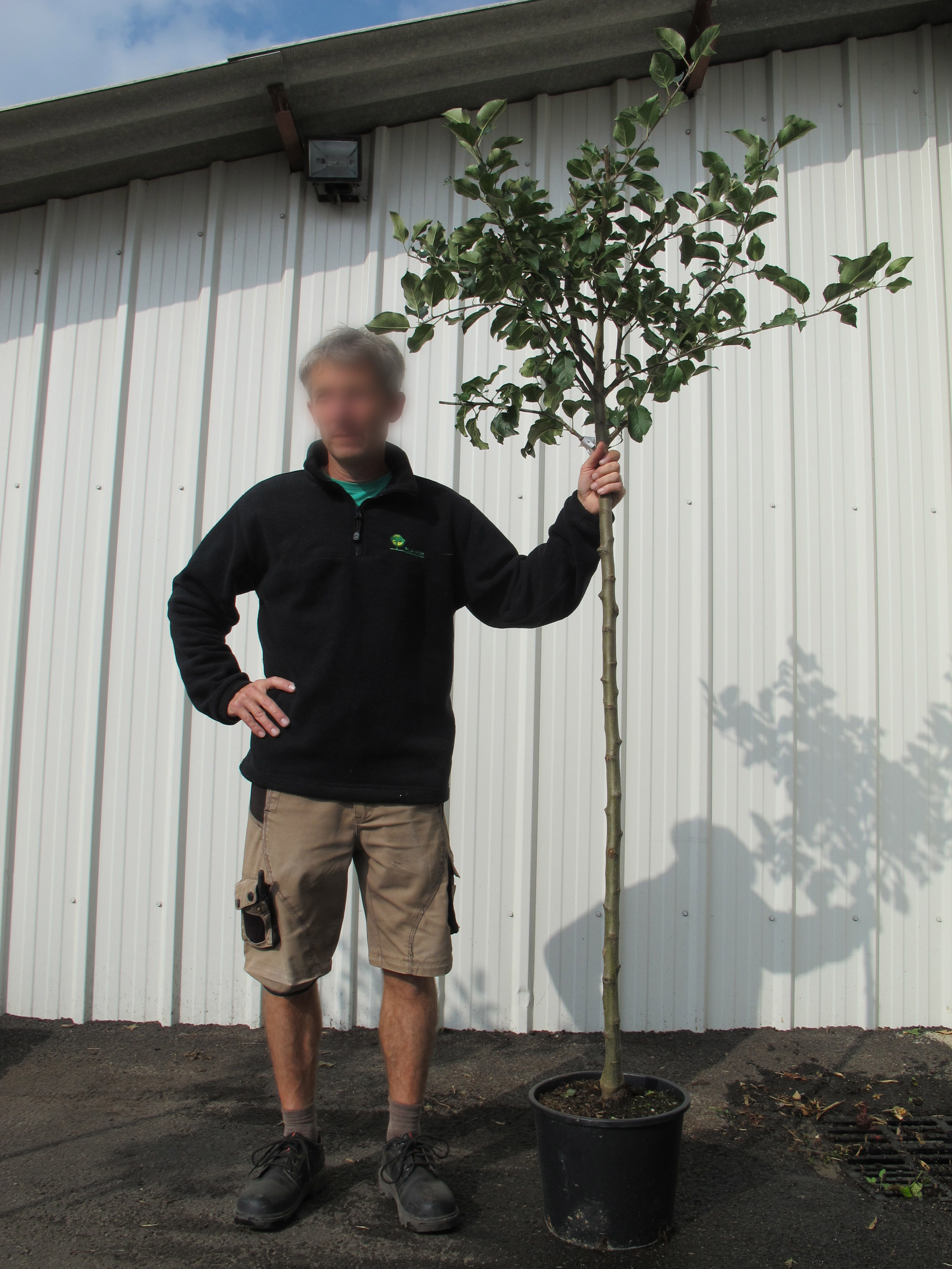 Apple tree 'Fuji' : buy Apple tree 'Fuji' / Malus pumila Fuji