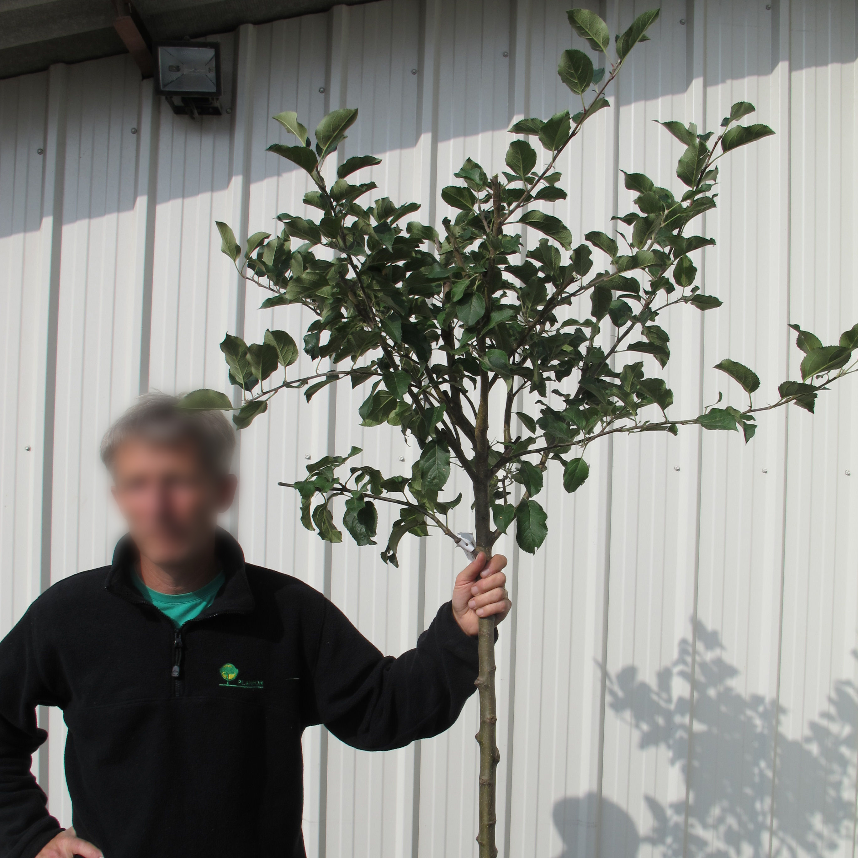 Apple tree 'Fuji' : buy Apple tree 'Fuji' / Malus pumila Fuji