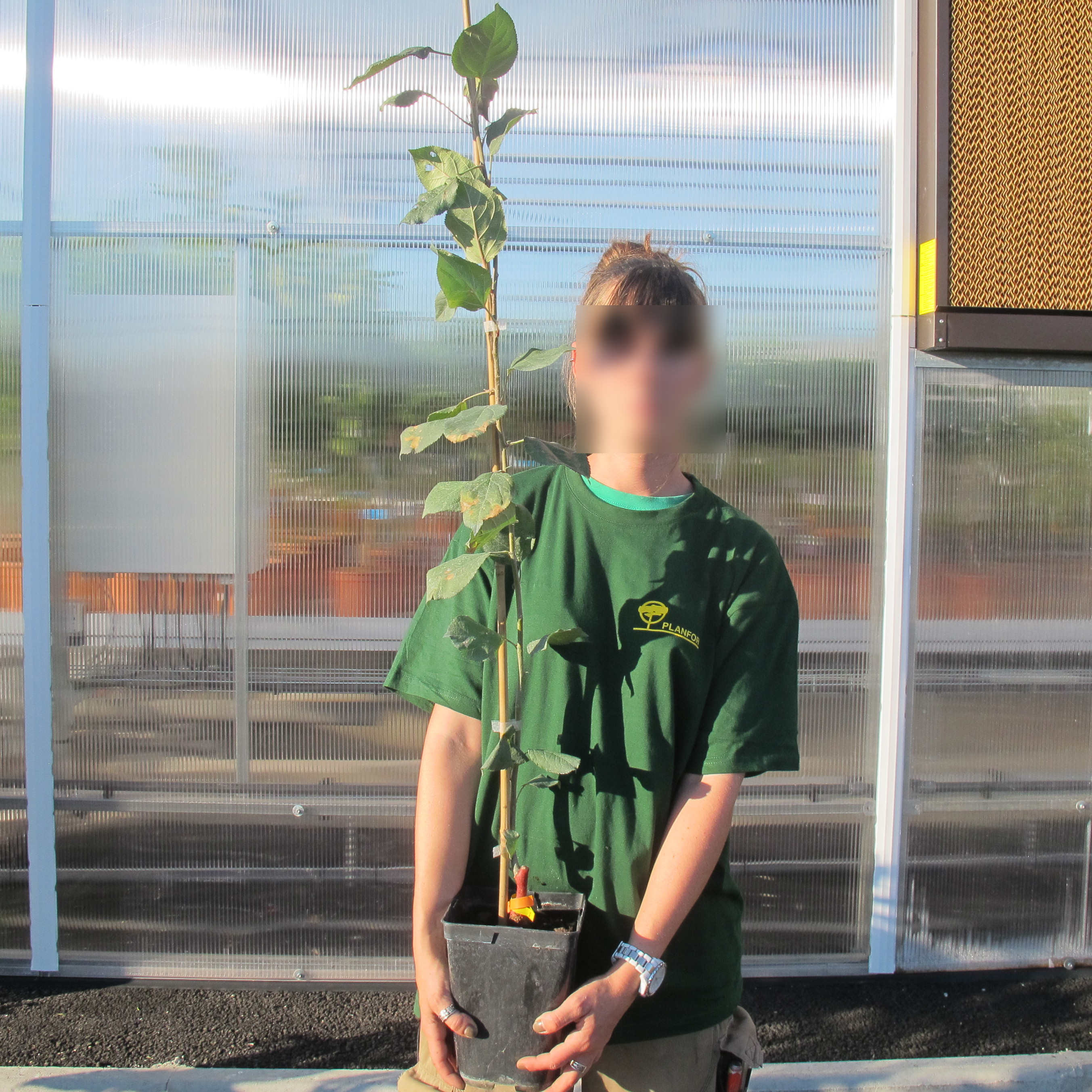 Apple tree 'Fuji' : buy Apple tree 'Fuji' / Malus pumila Fuji