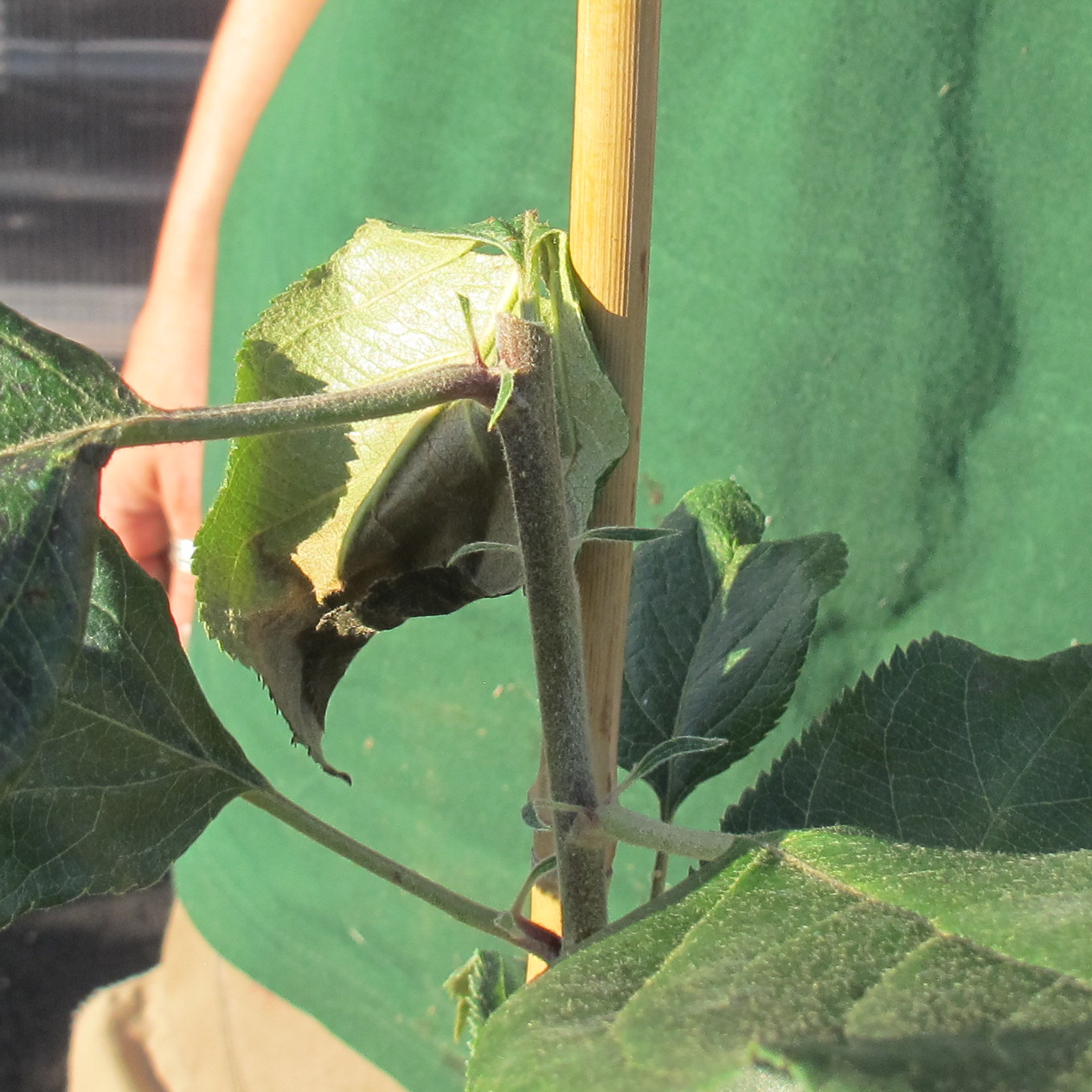 Apple tree 'Fuji' : buy Apple tree 'Fuji' / Malus pumila Fuji